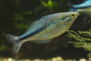 13 Best Electric Yellow Cichlid Tank Mates | FishLab