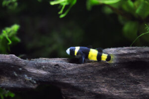 15 Best Bumblebee Goby Tank Mates | FishLab