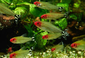13 Best Golden Wonder Killifish Tank Mates - FishLab