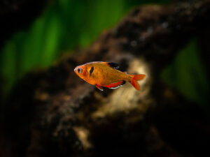 15 Best Cory Catfish Tank Mates - FishLab | FishLab