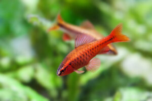 15 Best Giant Danios Tank Mates - FishLab - FishLab