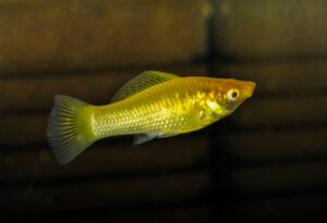 🐠Vibrance with Stellar Paradise: Platy Tank Mates | Fish Lab