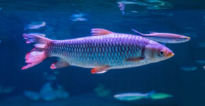 🐠Vibrance with Stellar Paradise: Platy Tank Mates | Fish Lab