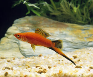 15 Best Parrot Cichlid Tank Mates - FishLab - FishLab