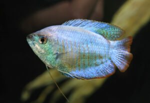 15 Best Parrot Cichlid Tank Mates - FishLab | FishLab
