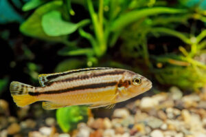 15 Best Parrot Cichlid Tank Mates - FishLab | FishLab