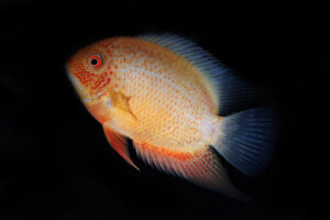 15 Best Parrot Cichlid Tank Mates - FishLab | FishLab