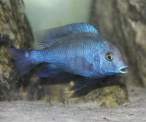 15 Best Frontosa Tank Mates - FishLab | FishLab