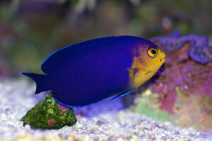 15 Best Parrot Cichlid Tank Mates - FishLab | FishLab