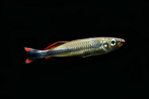 15 Best Swordtail Tank Mates - FishLab | FishLab