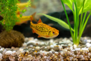 21 Best Cold Water Fish For Your Aquarium (No Heater Required) | FishLab