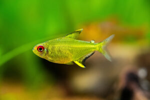 Navigating Aquatic Bliss: Swordtail Tank Mates 🐠| Fish Lab