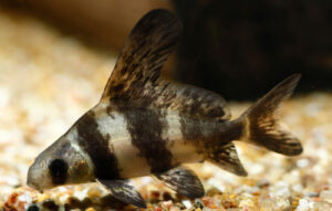 5 Best Koi Tank Mates - FishLab | FishLab
