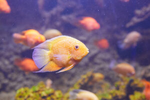 8 Best Geophagus Tank Mates - FishLab | FishLab
