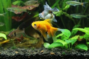 5 Best Koi Tank Mates - FishLab | FishLab