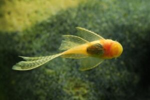 8 Best Geophagus Tank Mates - FishLab | FishLab