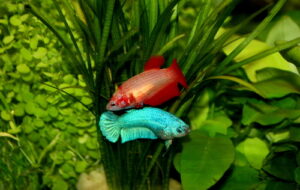 🐟 Best Betta Fish Tank Mates - Find Compatible Companions