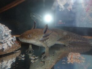 Axolotl Facts: 20 Fascinating Facts About the Axolotl! | FishLab