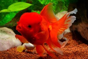 Oranda Goldfish: Best Care Tips, Size, Colours, Lifespan & More | FishLab