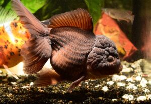 Oranda Goldfish: Best Care Tips, Size, Colours, Lifespan & More | FishLab