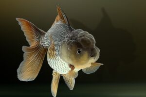 Oranda Goldfish: Best Care Tips, Size, Colours, Lifespan & More | FishLab