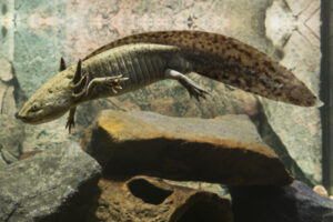 The Fascinating Axolotl Lifespan: The #1 Important Factor | FishLab