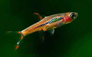 Chili Rasbora: Best Care Tips, Size, Colors, Lifespan & More - FishLab