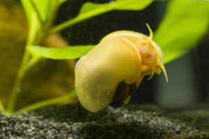 Bladder Snail 101: Essential Facts, Diet, Breeding & Best Care Tips ...