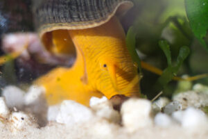 Rabbit Snail 101: Best Care Tips, Breeding, Lifespan, Size & More | FishLab