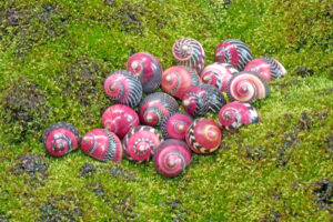 A Fascinating Guide to Nerite Snails: Algae Eating, Care, Lifespan ...