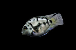 Best Polar Blue Parrot Cichlid Tank Mates: 15 Proven Picks | FishLab