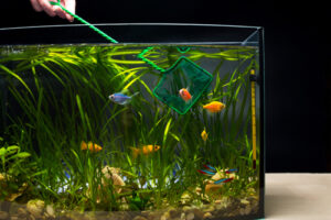 Otocinclus Catfish 101: Food, Size, Algae Eating & Best Care Guide ...