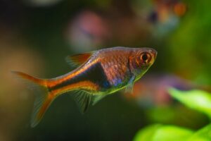 🐠Harmony Unleashed Galaxy Rasbora Tank Mates | Fish Lab