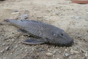 🐟 Explore Sucker Fish Care Guide in Africa | Fish Lab🌍