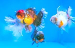 Ranchu Goldfish - 10+ Best Care Guide and Tips | FishLab