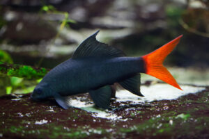 Sucker Fish: 15 Essential Care Tips, Tank Mates Guide & More | FishLab