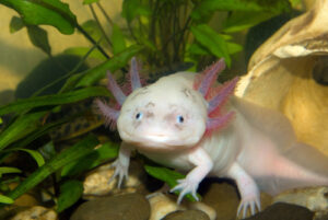 10+ Best Foods to Feed Axolotl for Optimal Health | FishLab