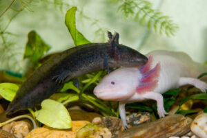 Axolotl Feeding Guide: 10+ Best Foods to Feed Axolotl