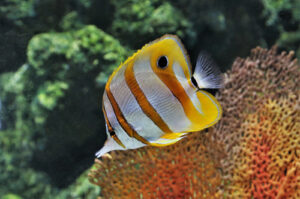 What Do Butterfly Fish Eat? 7 Key Insights into Butterfly Fish Diet ...