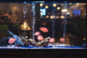 What to Feed Cory Catfish: 10 Best Foods & Care Tips | FishLab