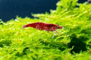 What Do Shrimp Eat in an Aquarium? 10 Best Feeding Tips | FishLab