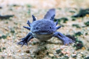 10+ Best Foods to Feed Axolotl for Optimal Health | FishLab