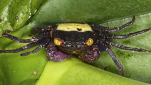 Vampire Crab - The Ultimate Guide to Care & Behavior | FishLab