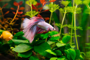 How Long Do Bettas Live? 5 Best Tips For a Longer Betta Fish Lifespan ...