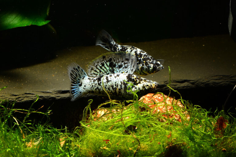 How Long Do Molly Fish Live? 5 Best Tips For a Longer Lifespan - FishLab