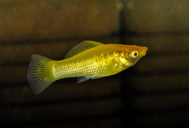 How Long Do Molly Fish Live? 5 Best Tips For a Longer Lifespan | FishLab