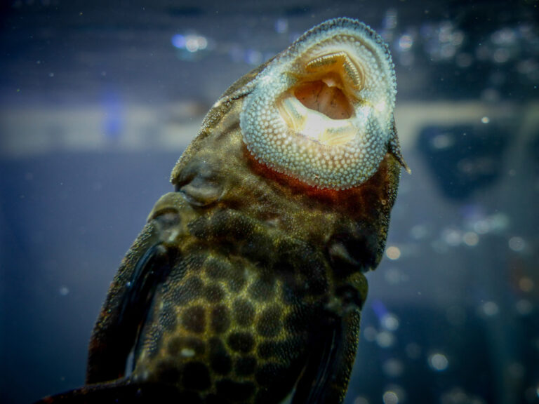 How Long Do Algae Eaters Live? A Comprehensive Guide to Algae Eater ...