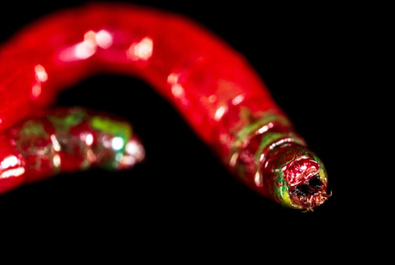 Blood Worms for Betta: Optimal Feeding Practices and Benefits | FishLab