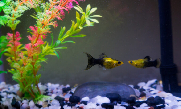 How Long Do Molly Fish Live? 5 Best Tips For a Longer Lifespan | FishLab