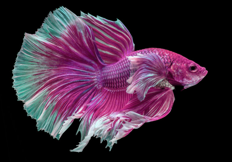 How Long Do Bettas Live? 5 Best Tips For a Longer Betta Fish Lifespan ...